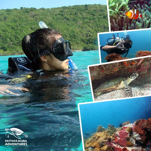 PADI Scuba Diver Course | 2 Days | Pattaya Scuba Adventures Thailand