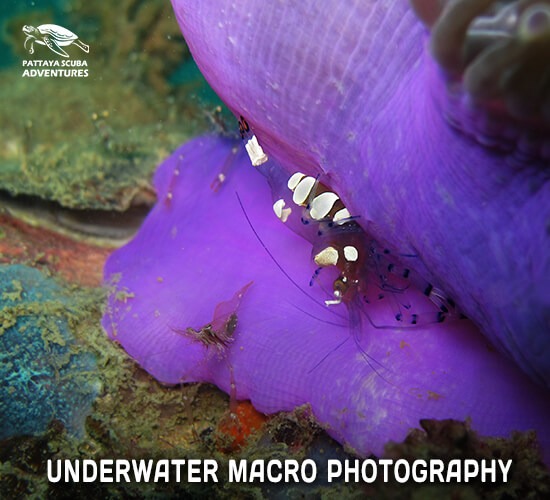 PADI Underwater Photography Course - Pattaya Scuba Adventures