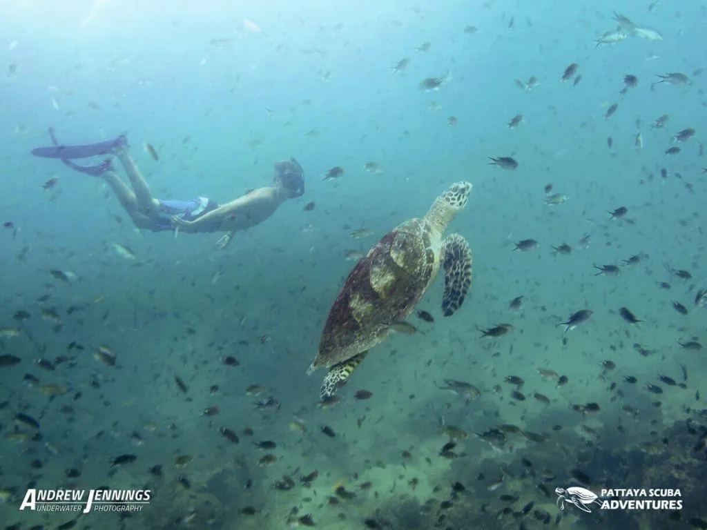 Pattaya Sea Turtles Thailand | Pattaya Scuba Adventures PADI Dive Centre
