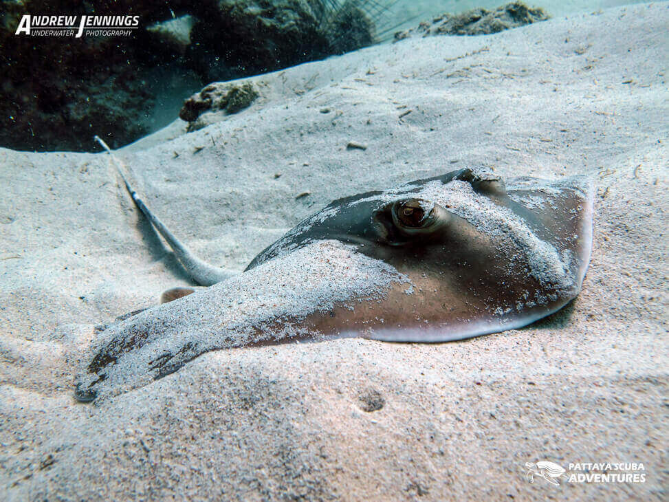 Stingray of Thailand | Dive Pattaya Scuba Adventures