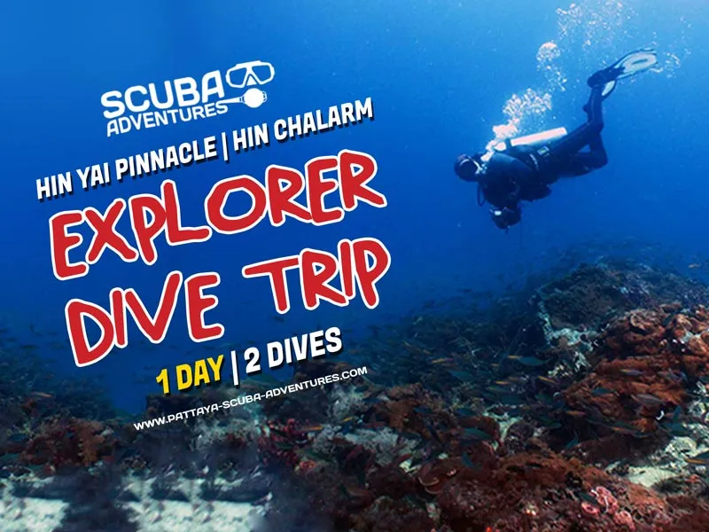 Explore Thai Gulf Special Dive Trip | Hin Yai & Hin Chalarm