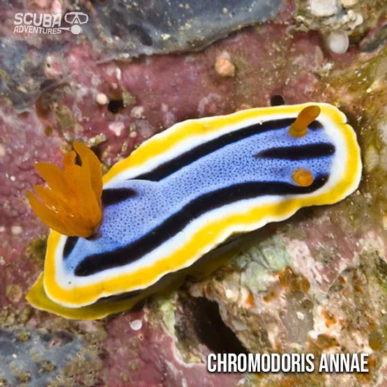What Do You Know About Nudibranch Guide | Pattaya Scuba Adventures PADI ...