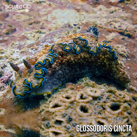 What Do You Know About Nudibranch Guide | Pattaya Scuba Adventures PADI ...