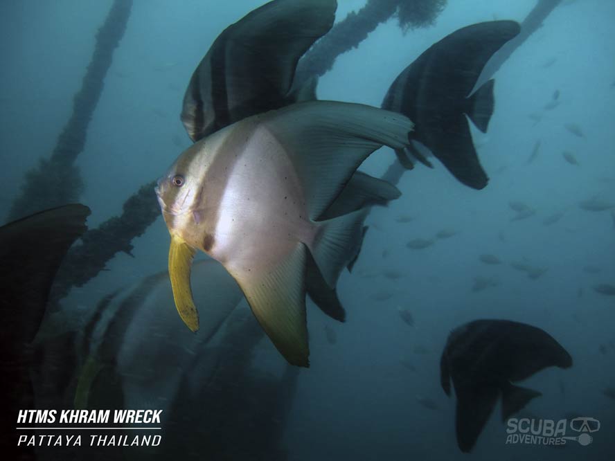 Exploring the HTMS Khram Wreck: A Dive Adventure | Pattaya Scuba ...