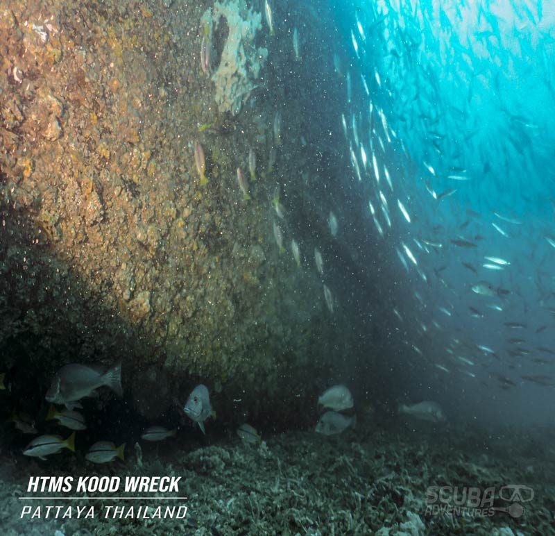 Exploring The Khood Wreck: A Dive Adventure | Pattaya Scuba Adventures ...