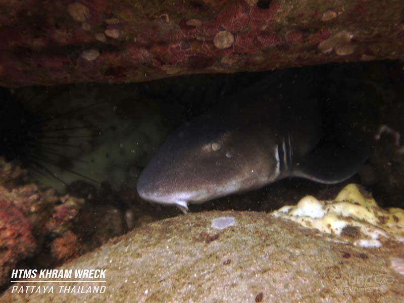 Exploring the HTMS Khram Wreck: A Dive Adventure | Pattaya Scuba ...