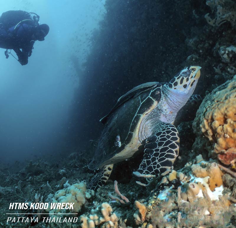 Exploring The Khood Wreck: A Dive Adventure | Pattaya Scuba Adventures ...