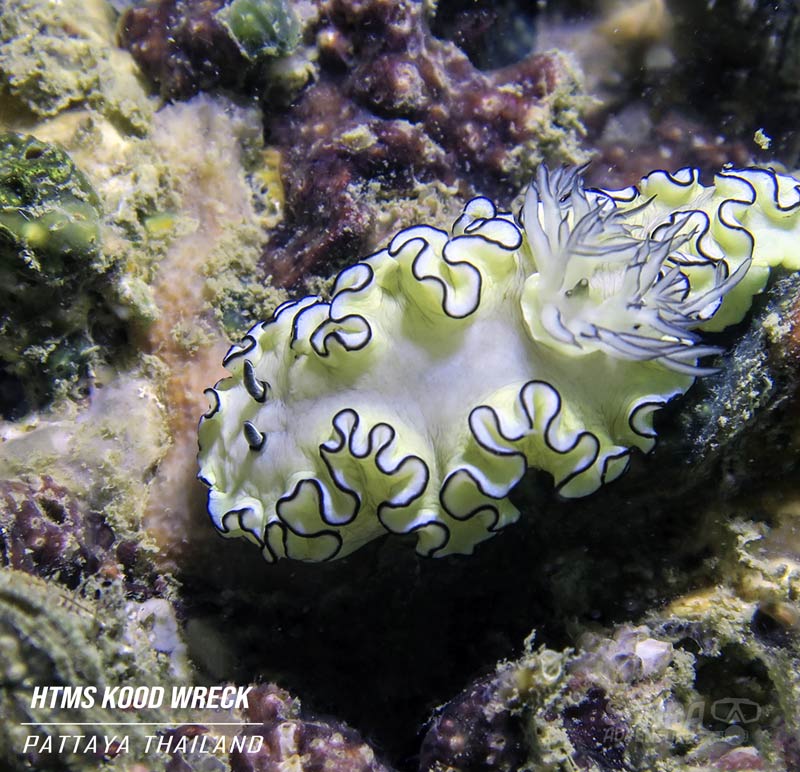 Exploring The Khood Wreck: A Dive Adventure | Pattaya Scuba Adventures ...