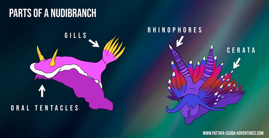 What Do You Know About Nudibranch Guide | Pattaya Scuba Adventures PADI ...