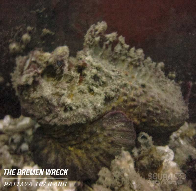 Exploring the Bremen Wreck: A Dive Adventure | Pattaya Scuba Adventures ...