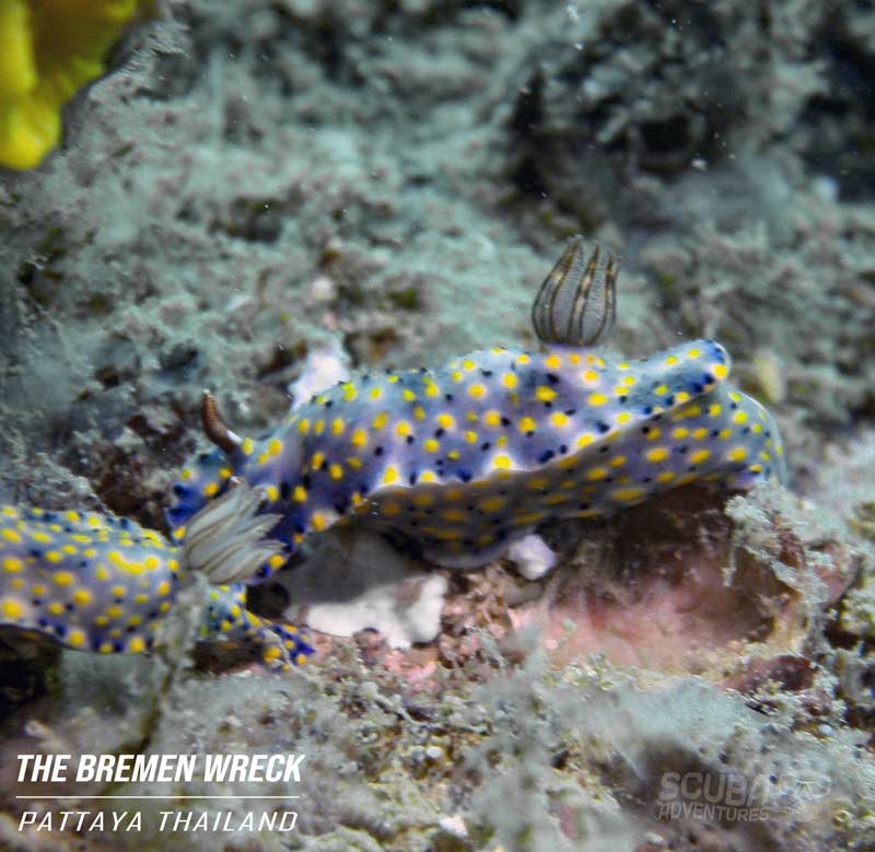 Exploring the Bremen Wreck: A Dive Adventure | Pattaya Scuba Adventures ...