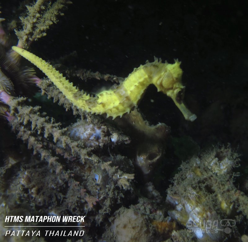Exploring The Mataphon Wreck: A Dive Adventure | Pattaya Scuba ...