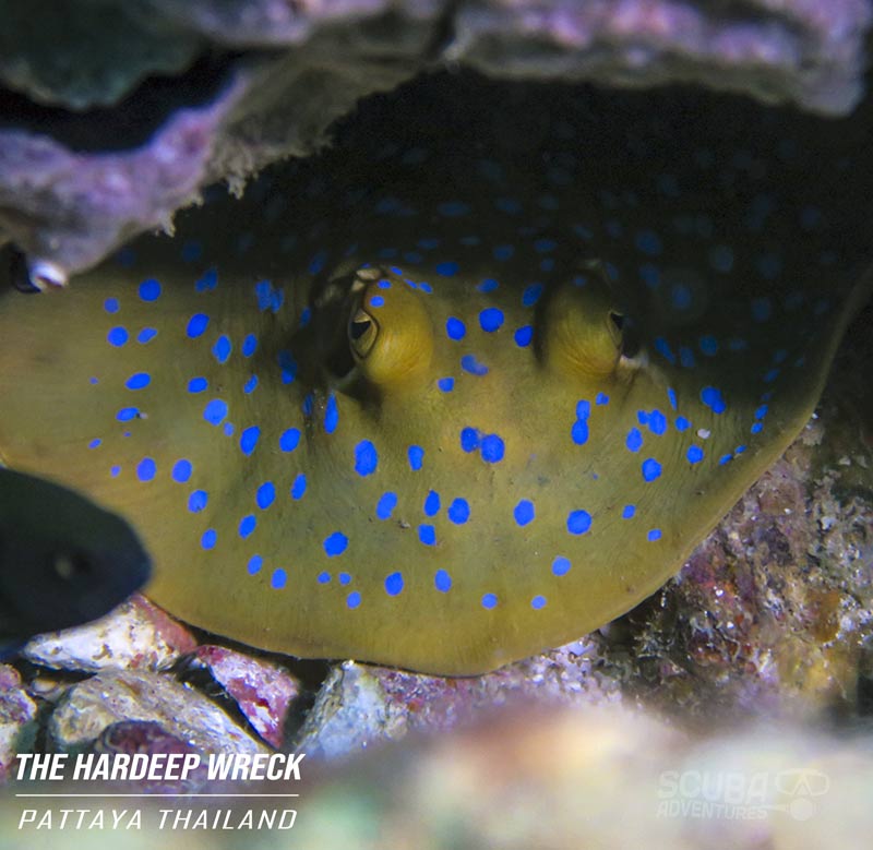 EXPLORING THE HARDEEP WRECK: A DIVE ADVENTURE | Pattaya Scuba ...