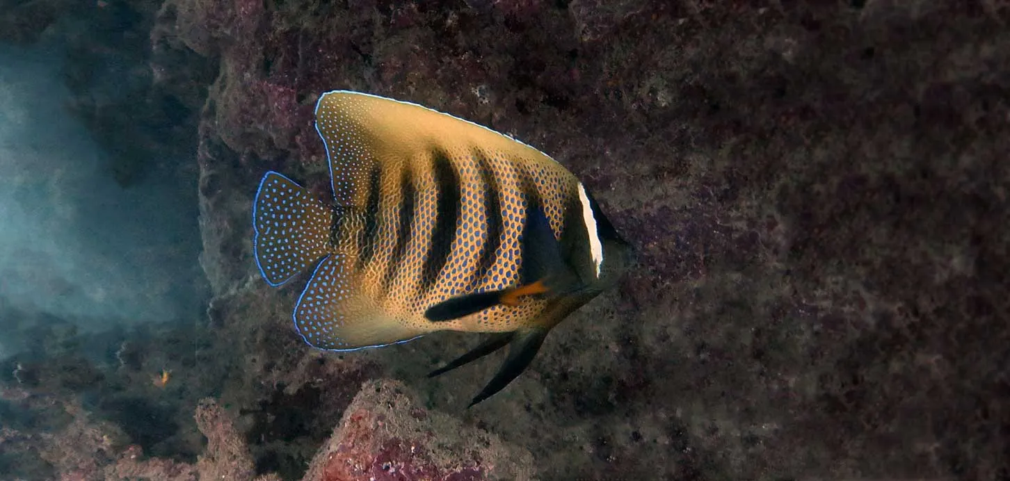 Six Banded Angelfish | Pattaya Marine Life Thailand