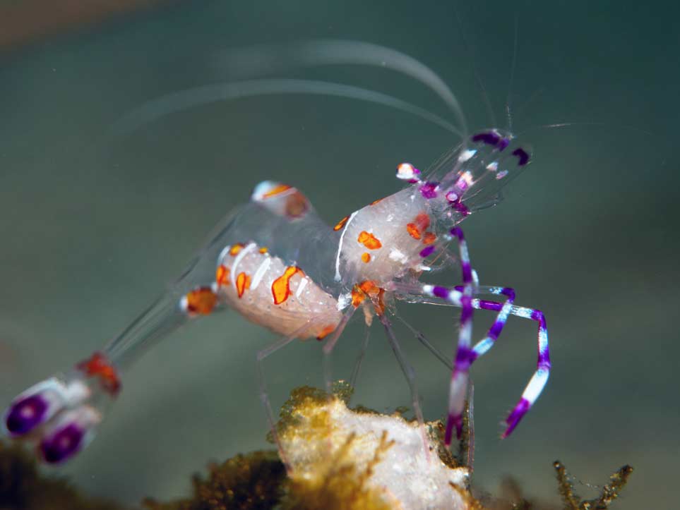 Anemone Shrimps | Pattaya Marine Life Thailand