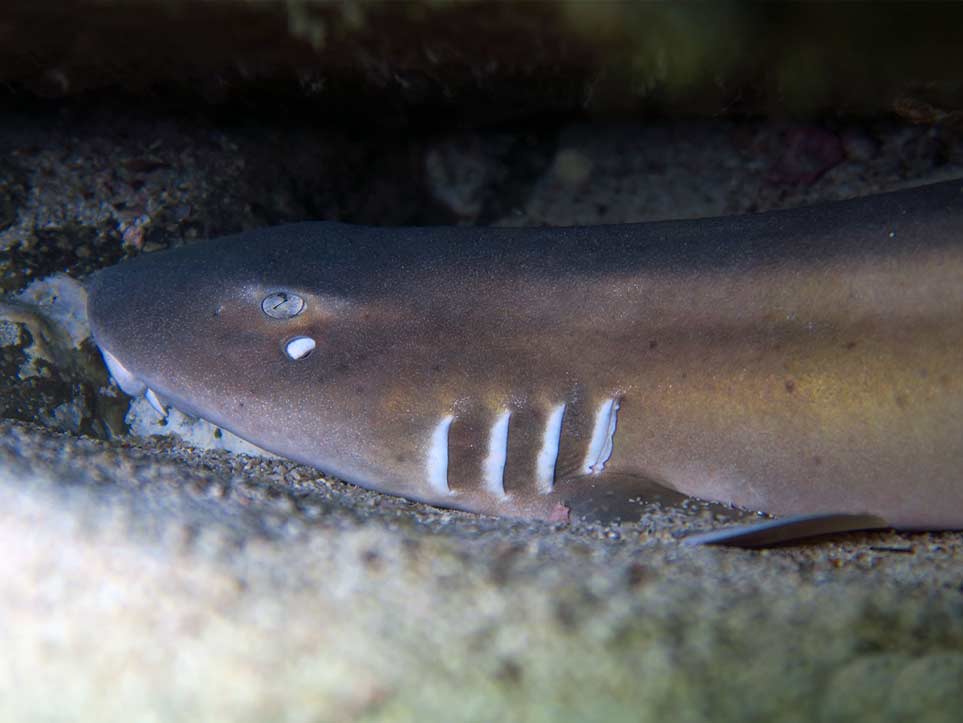 Koh Nok | Near Islands | Pattaya Dive Sites Guide Thailand