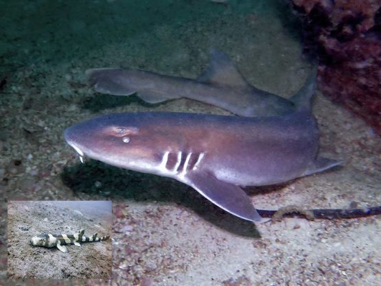 Bamboo Sharks | Pattaya Marine Life Thailand
