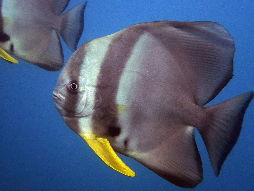 Batfish | Pattaya Scuba Adventures PADI Dive Centre