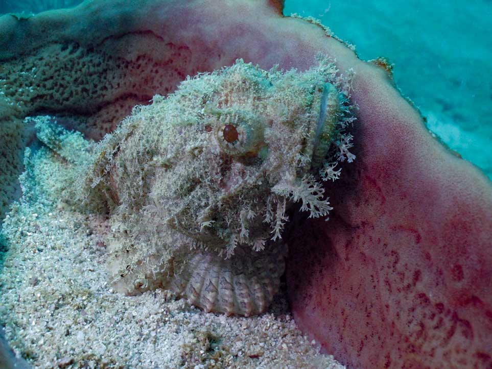 Bearded Scorpion Fish | Pattaya Marine Life Thailand
