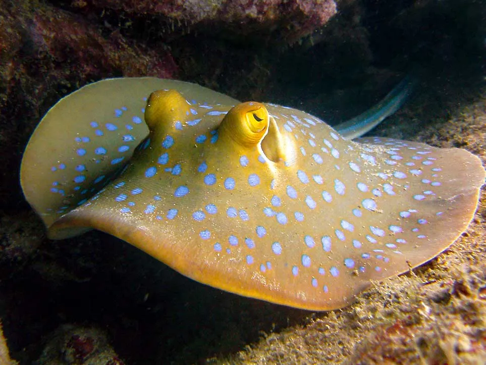 Blue Spotted Ribbontail Ray | Pattaya Marine Life Thailand
