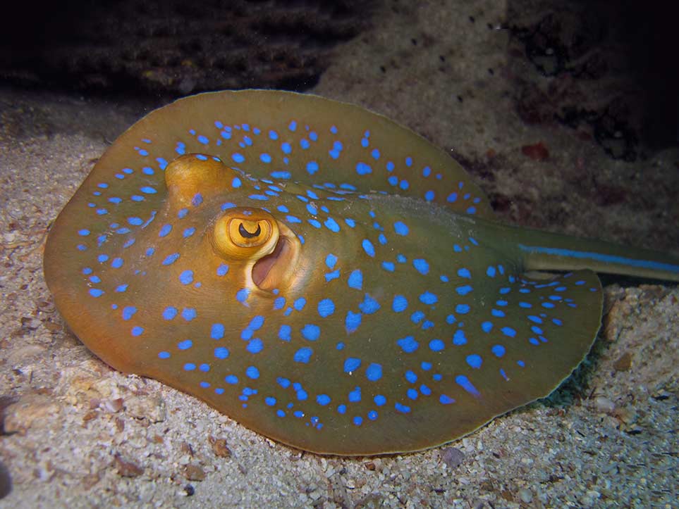Blue Spotted Ribbontail Ray | Pattaya Marine Life Thailand