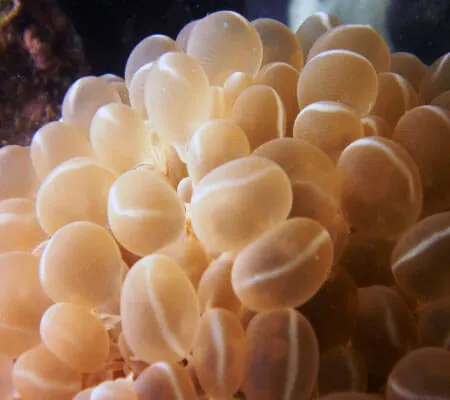Pattaya Coral Guide | Pattaya Scuba Adventures PADI Dive Centre