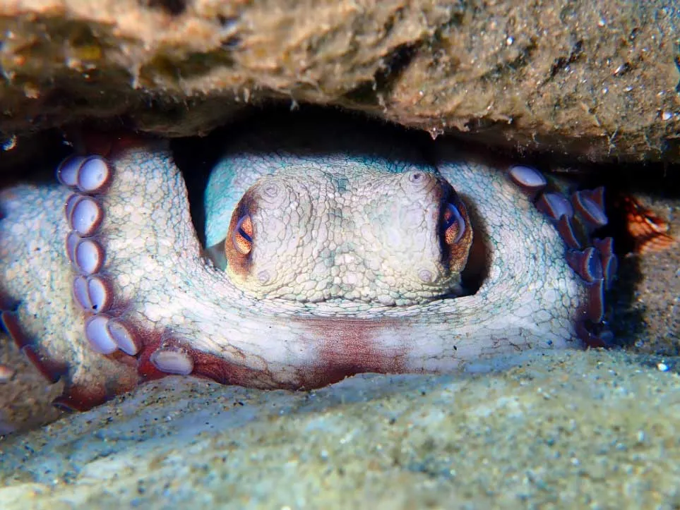 Cephalopods | Pattaya Marine Life Thailand