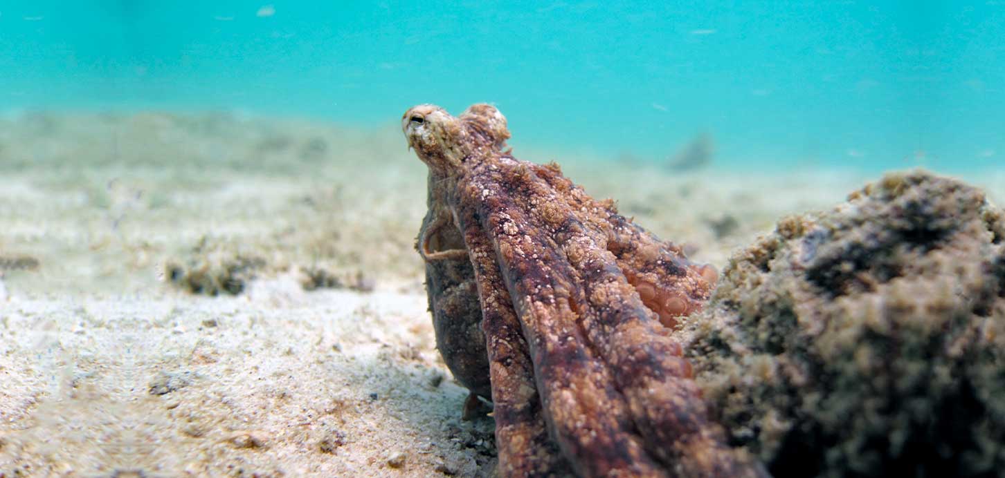 Cephalopods | Pattaya Marine Life Thailand