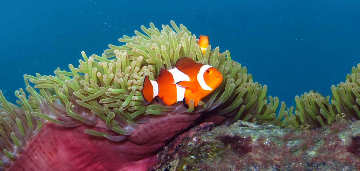 Clownfish & Sea Anemones | Pattaya Marine Life Thailand