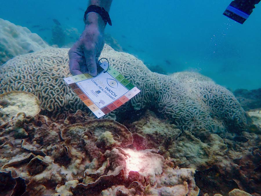Understanding Coral and Its Importance | Pattaya Scuba Adventures PADI ... Understanding Coral and Its Importance | Pattaya Scuba Adventures PADI ...