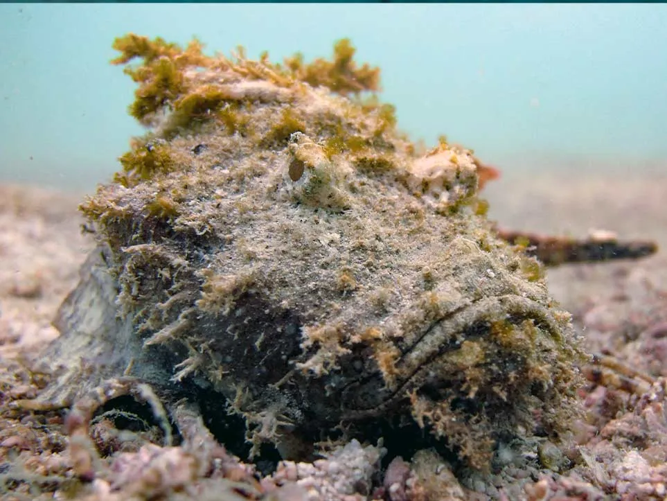 Demon Stingers | Pattaya Marine Life Thailand