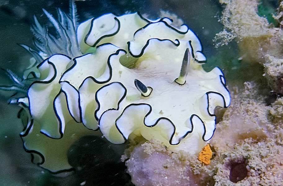 Divevolk Underwater Phone Case With Samsung S24 Ultra | Pattaya Scuba ...