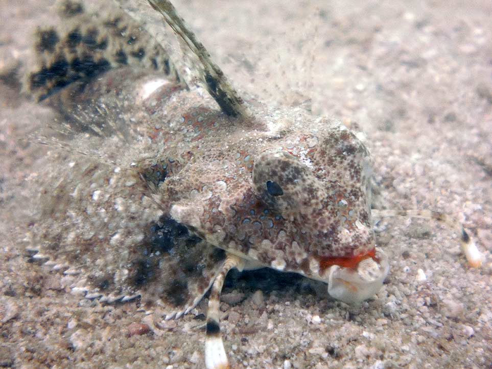 Dragonet Fish | Pattaya Marine Life Thailand