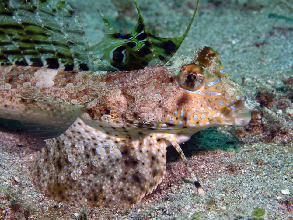 Dragonet Fish | Pattaya Marine Life Thailand
