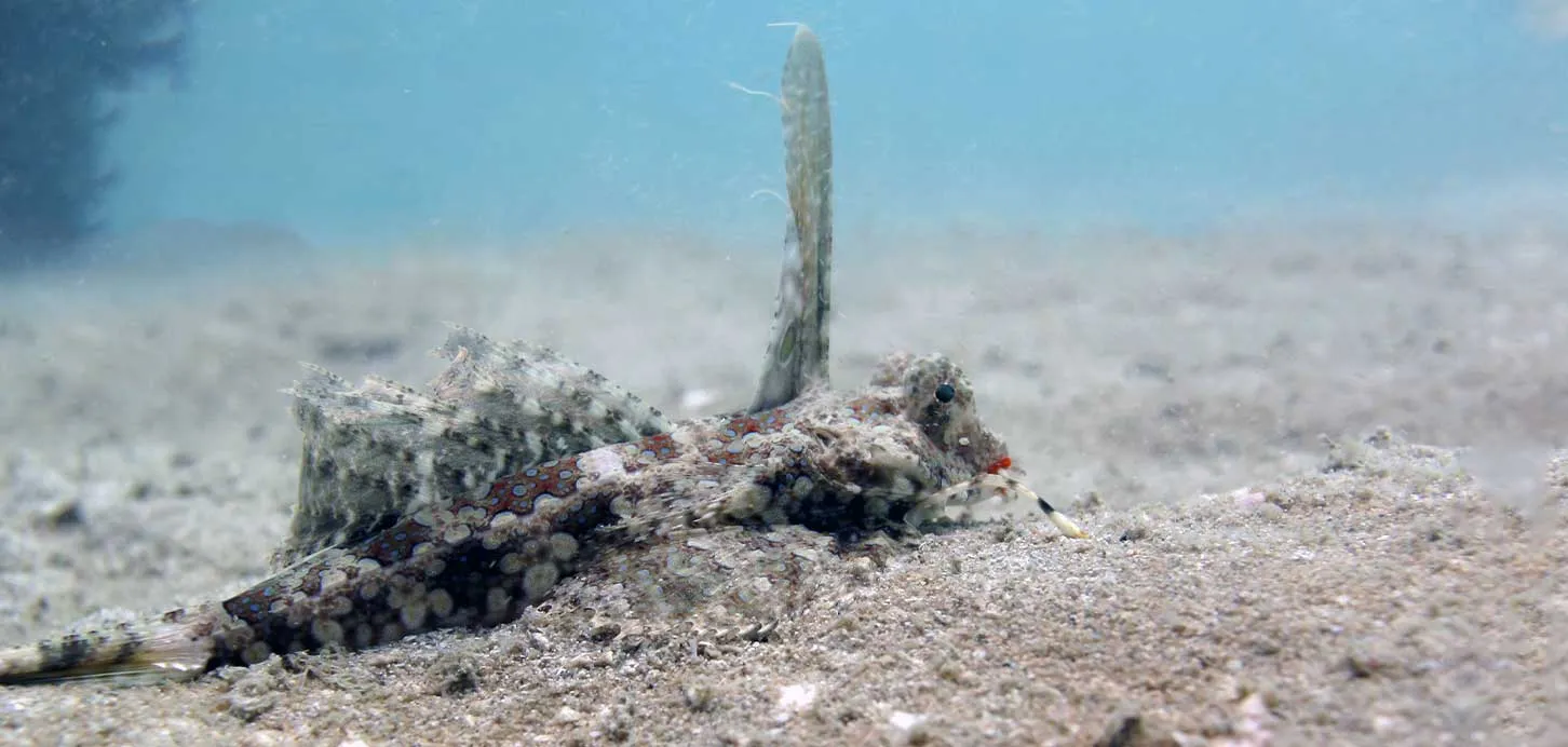 Dragonet Fish | Pattaya Marine Life Thailand