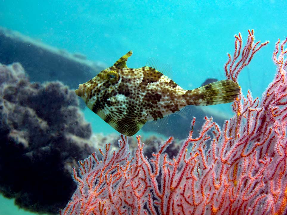 File Fish / Leatherjackets | Pattaya Marine Life Thailand