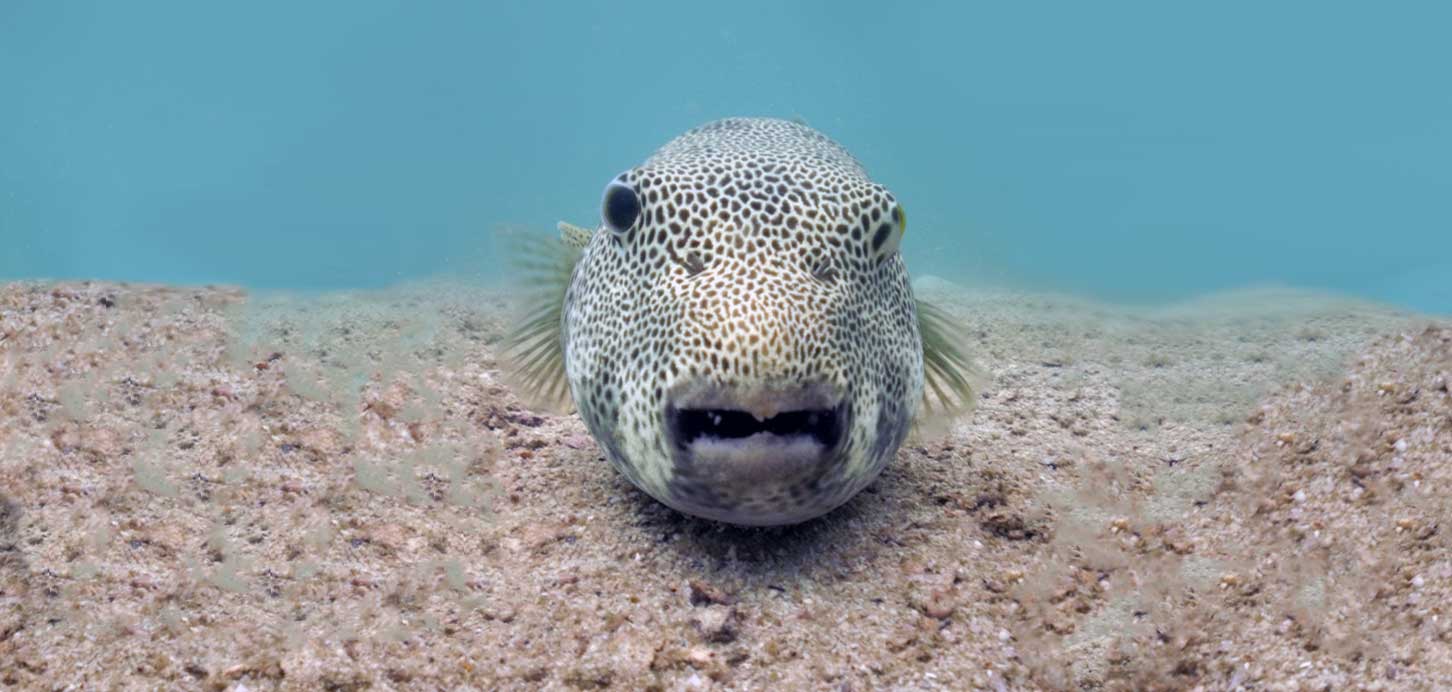 Giant puffer fish store