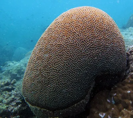 Pattaya Coral Guide | Pattaya Scuba Adventures PADI Dive Centre