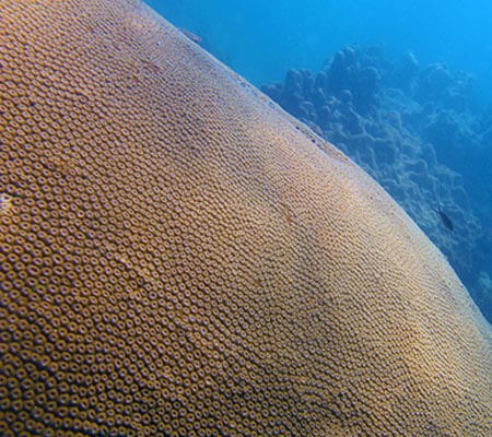 Pattaya Coral Guide | Pattaya Scuba Adventures PADI Dive Centre