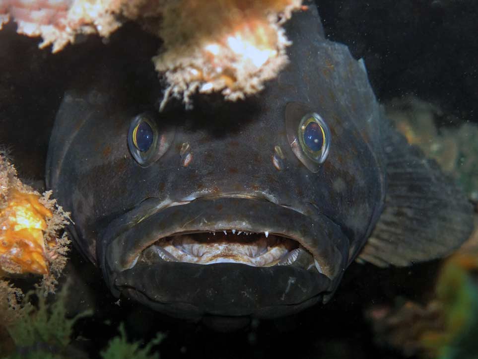 Grouper | Pattaya Scuba Adventures PADI Dive Centre