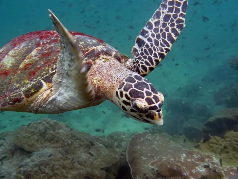 Hawksbill Sea Turtles | Pattaya Marine Life Thailand