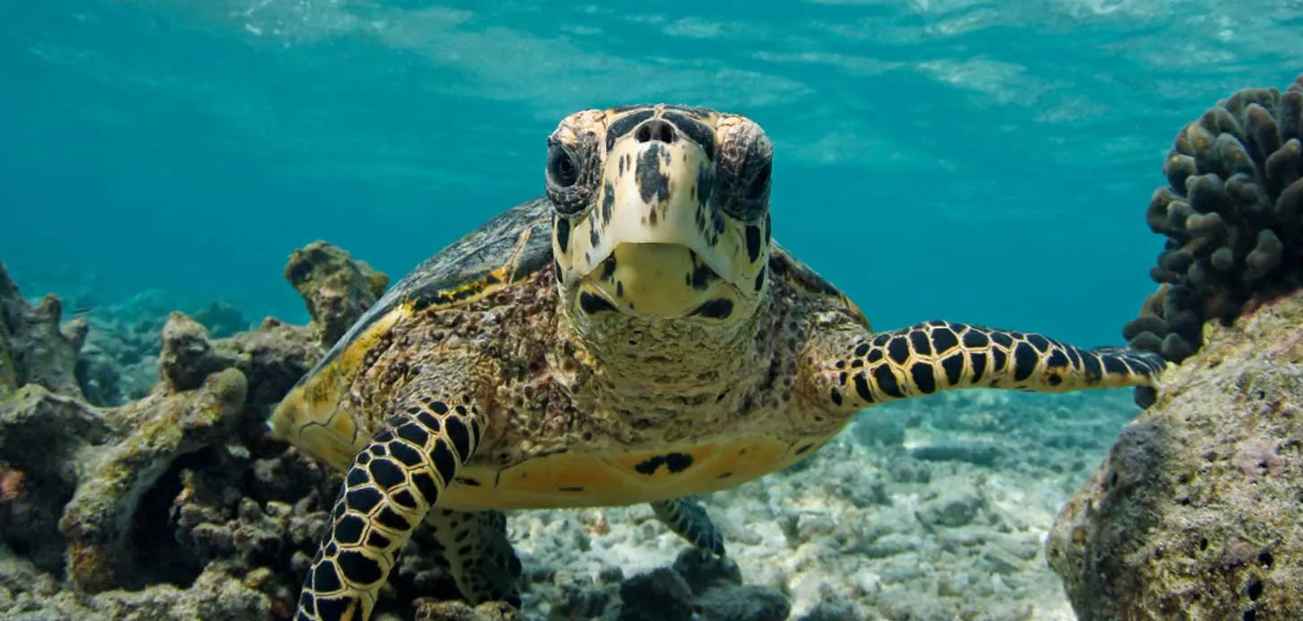 Hawksbill Sea Turtles | Pattaya Marine Life Thailand