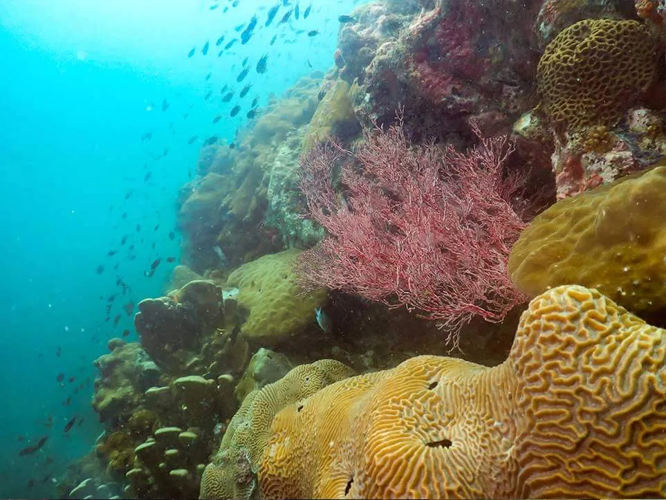 Koh Rin | Far Islands | Pattaya Dive Sites Guide Thailand