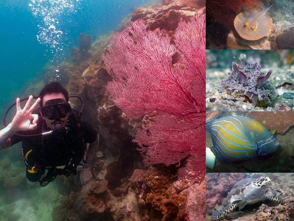 Koh Rong Nang | Samae San | Pattaya Dive Sites Guide Thailand