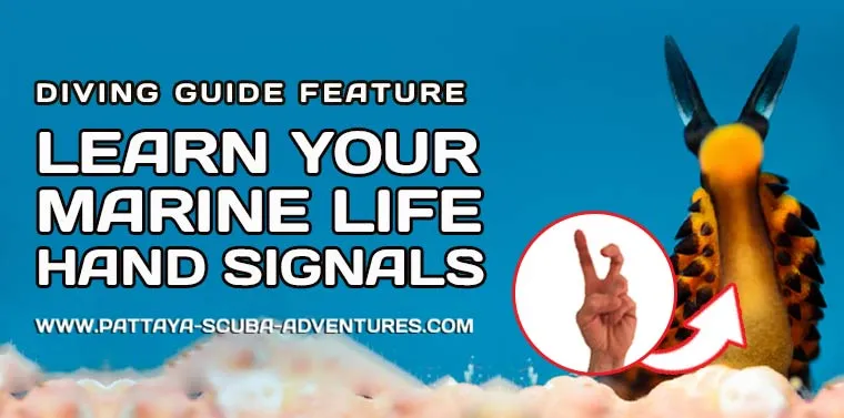 Learn Marine Life Diving Hand Signals | Pattaya Scuba Adventures PADI ...