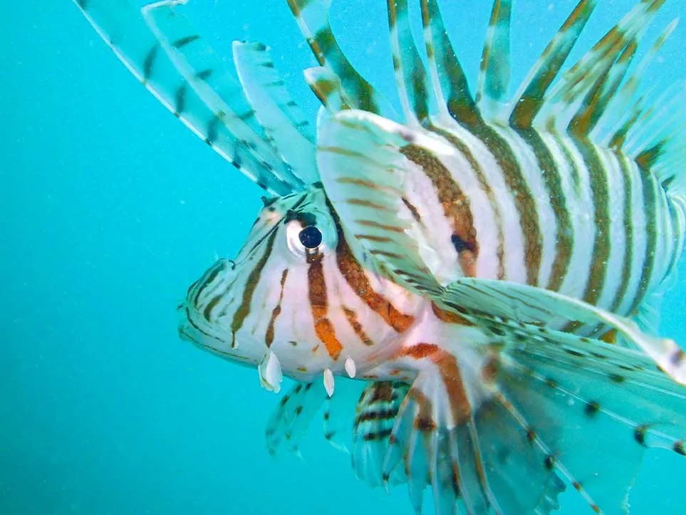 Lionfish | Pattaya Scuba Adventures PADI Dive Centre