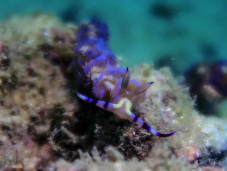 Marine Life Guide | Gulf of Thailand | Pattaya Scuba Adventures