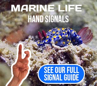 Scuba Diving Signals Every Diver Needs to Know | Pattaya Scuba ...
