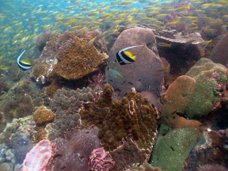 Understanding Coral and Its Importance | Pattaya Scuba Adventures PADI ... Understanding Coral and Its Importance | Pattaya Scuba Adventures PADI ...