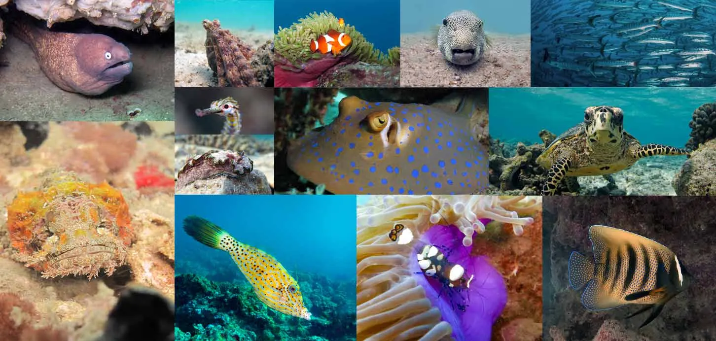 Marine Life Guide | Gulf of Thailand | Pattaya Scuba Adventures